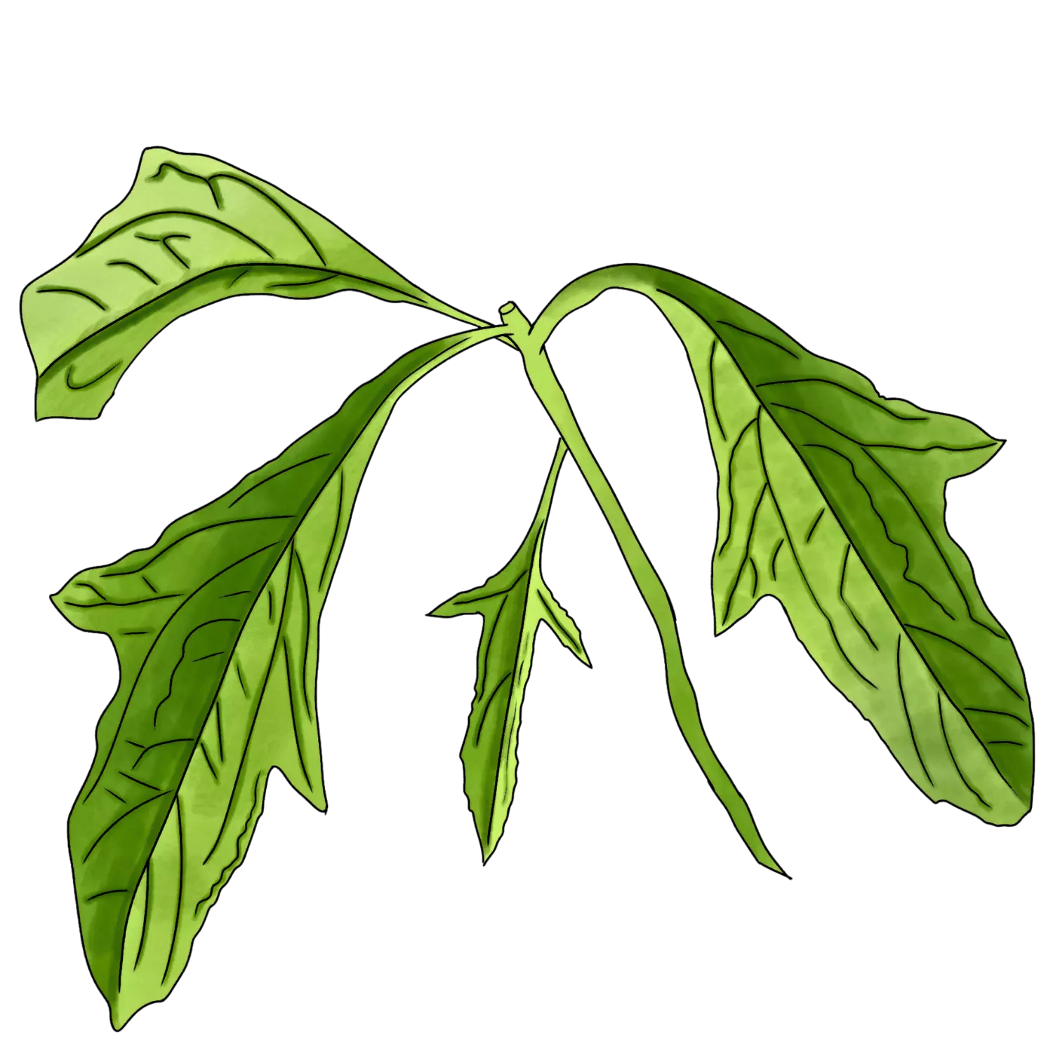 Accueil - TontonSiwo